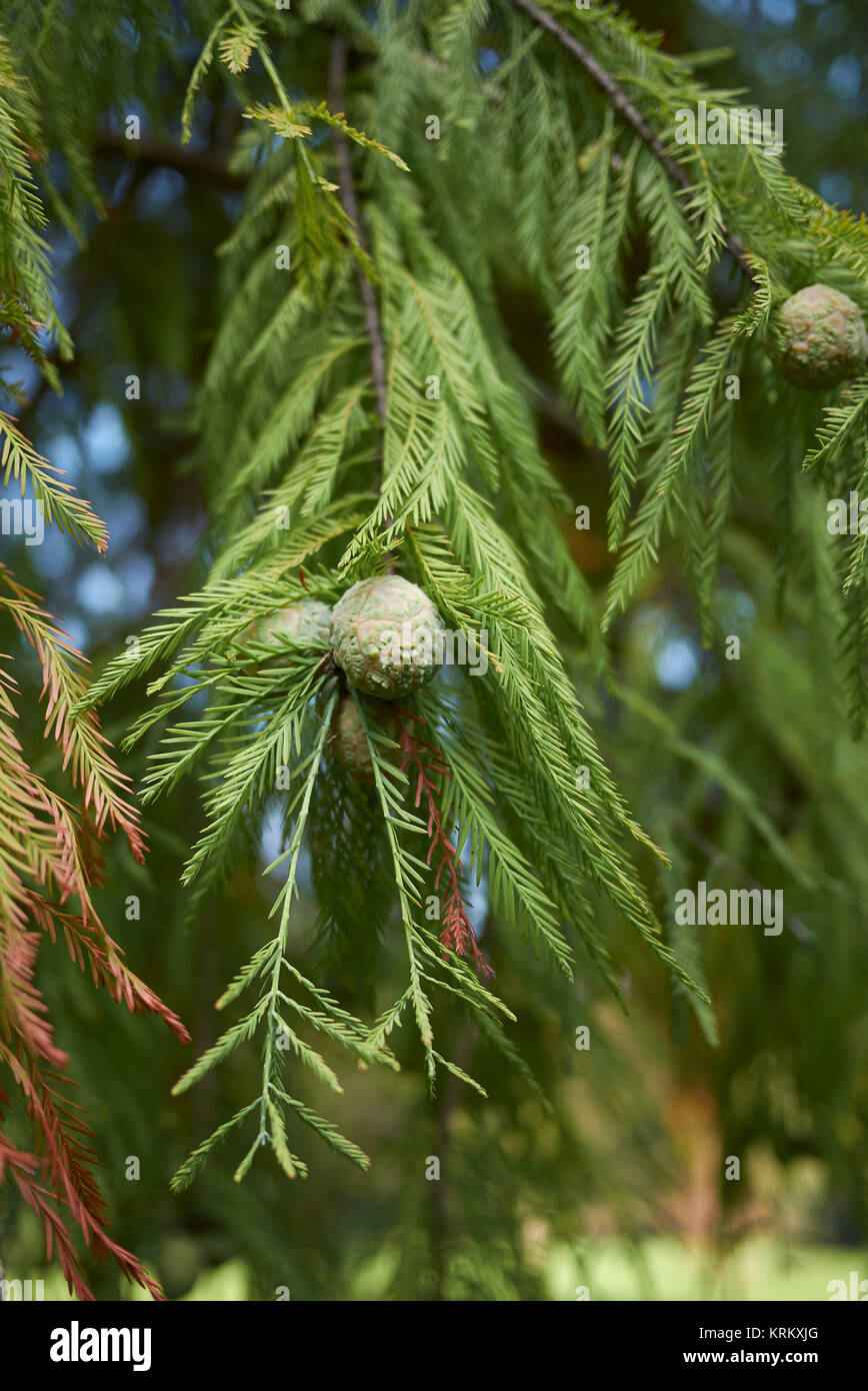 Taxodium distichum cones hi-res stock photography and images - Alamy