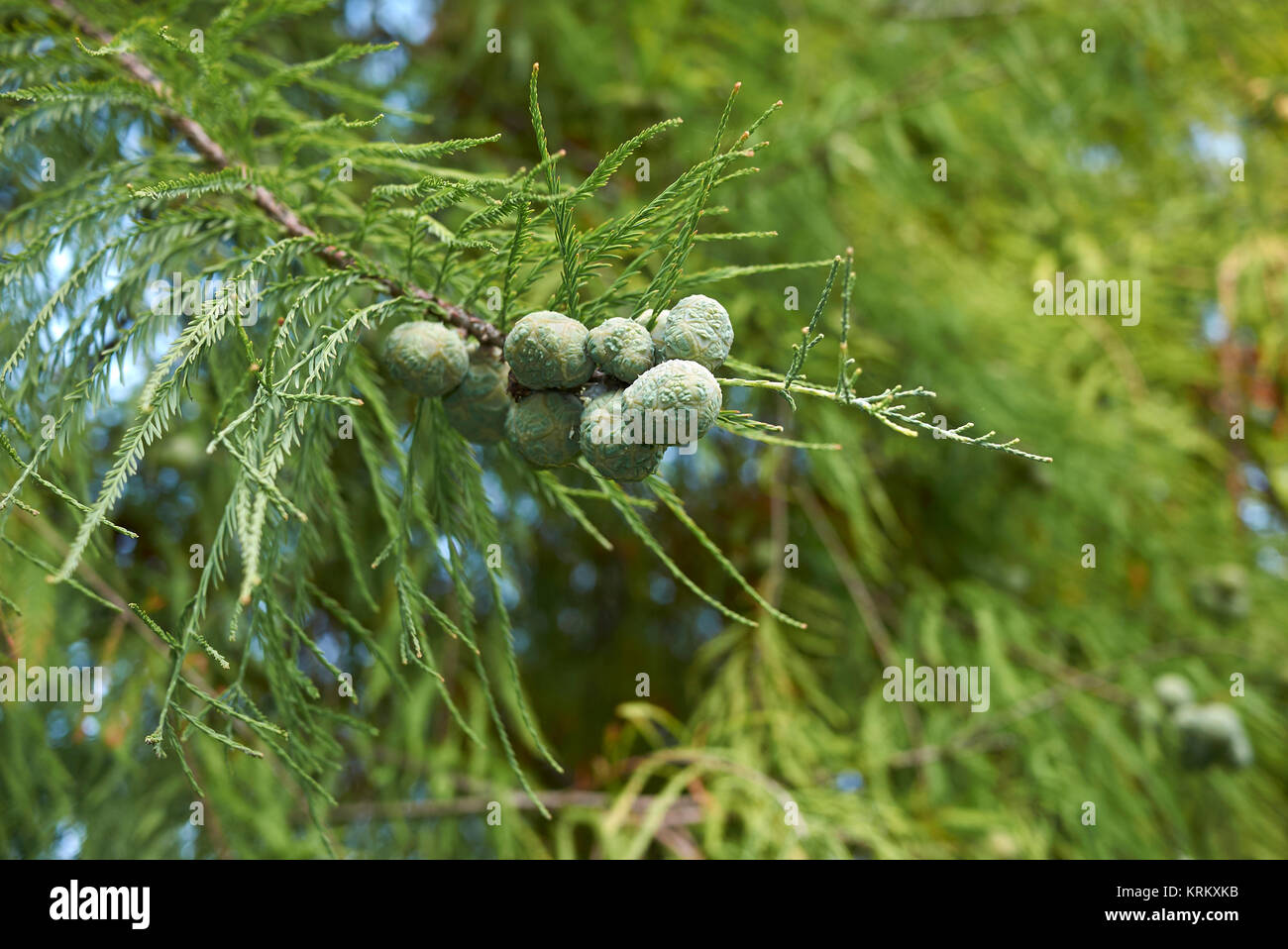 Taxodium distichum cones hi-res stock photography and images - Alamy