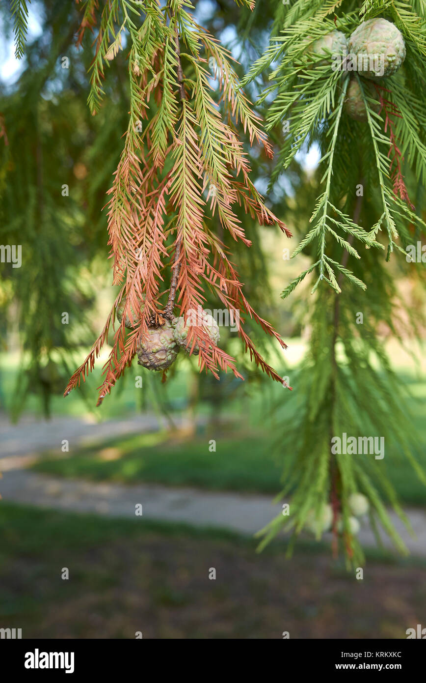 Taxodium distichum cones hi-res stock photography and images - Alamy