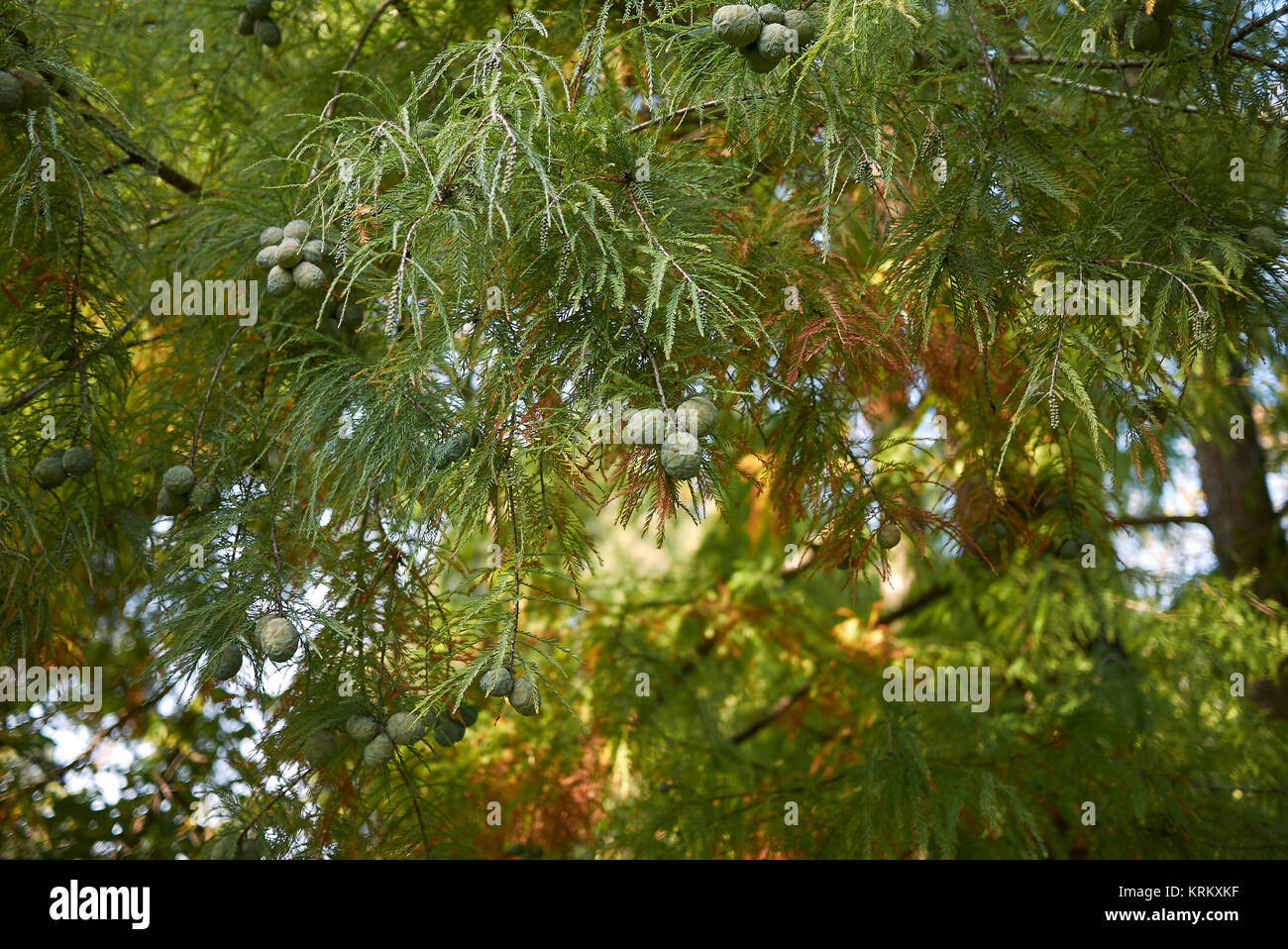 Taxodium distichum cones hi-res stock photography and images - Alamy