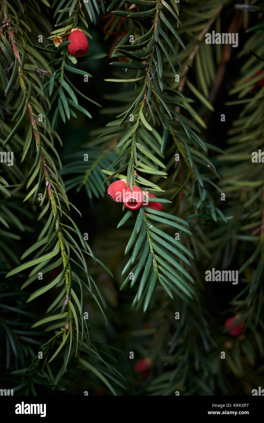 Taxus baccata red cones hi-res stock photography and images - Alamy
