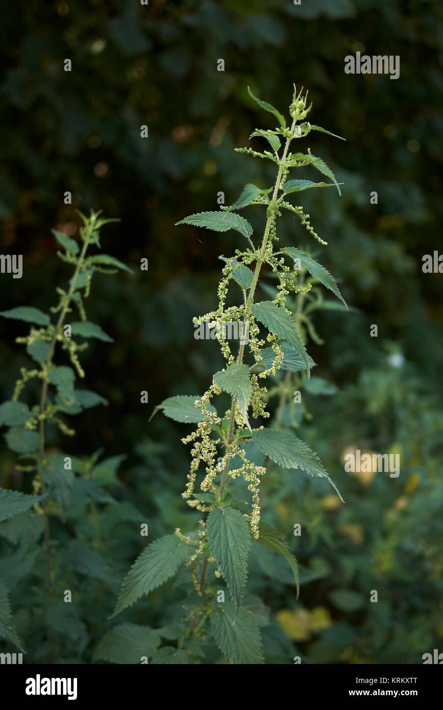 Urticant hi-res stock photography and images - Alamy