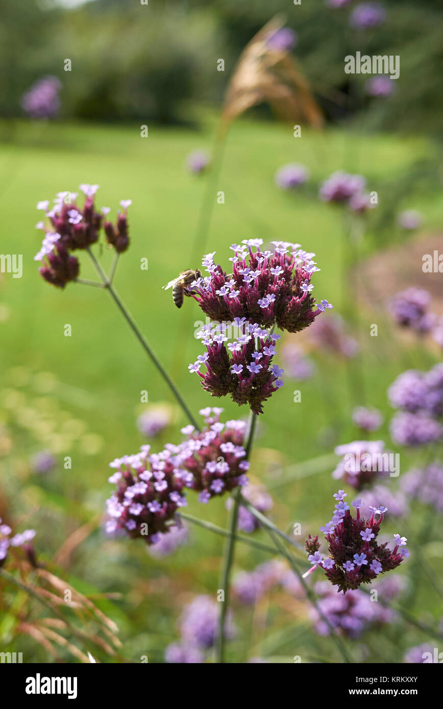 Verbena lavender hi-res stock photography and images - Alamy