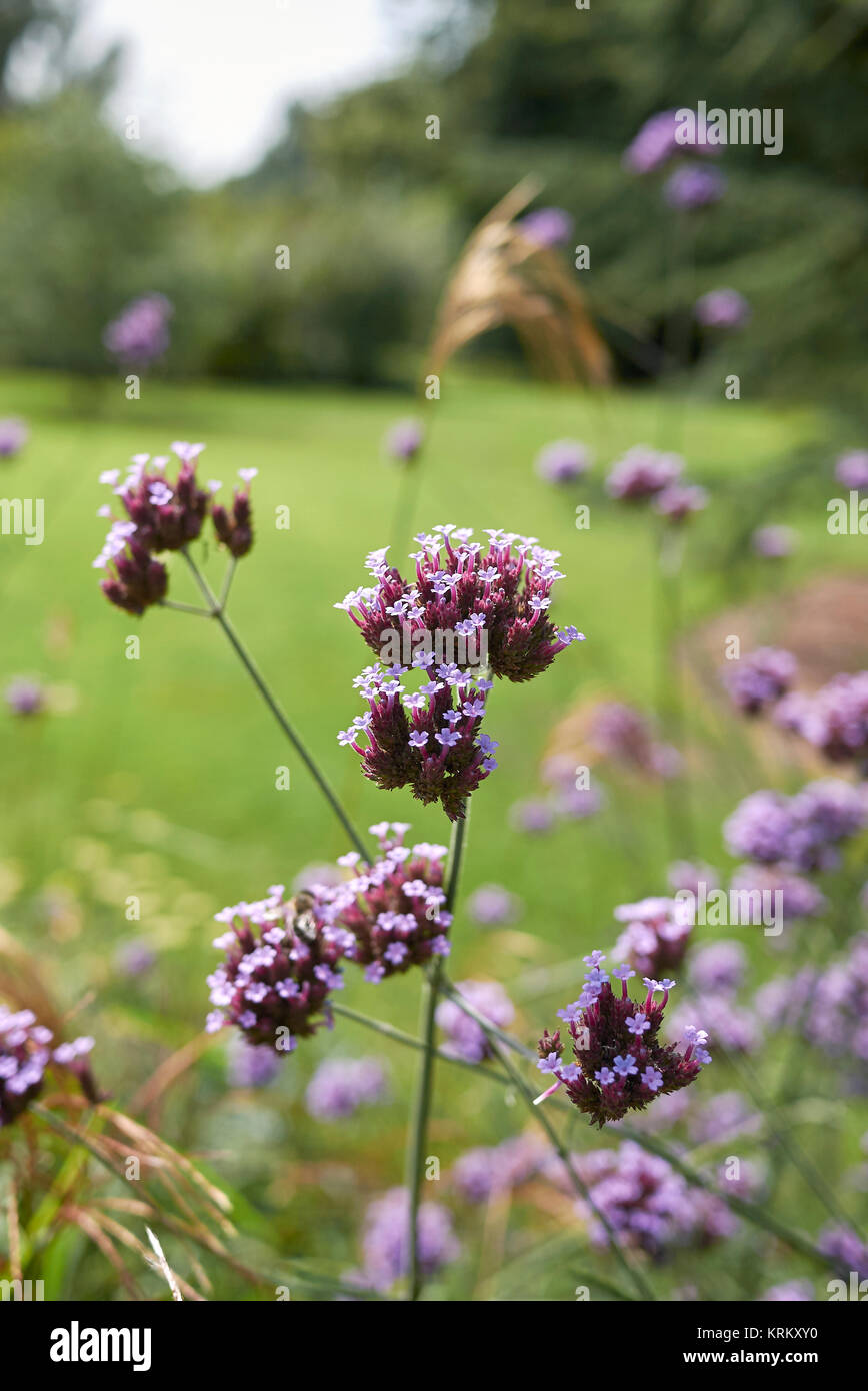 Verbena lavender hi-res stock photography and images - Alamy