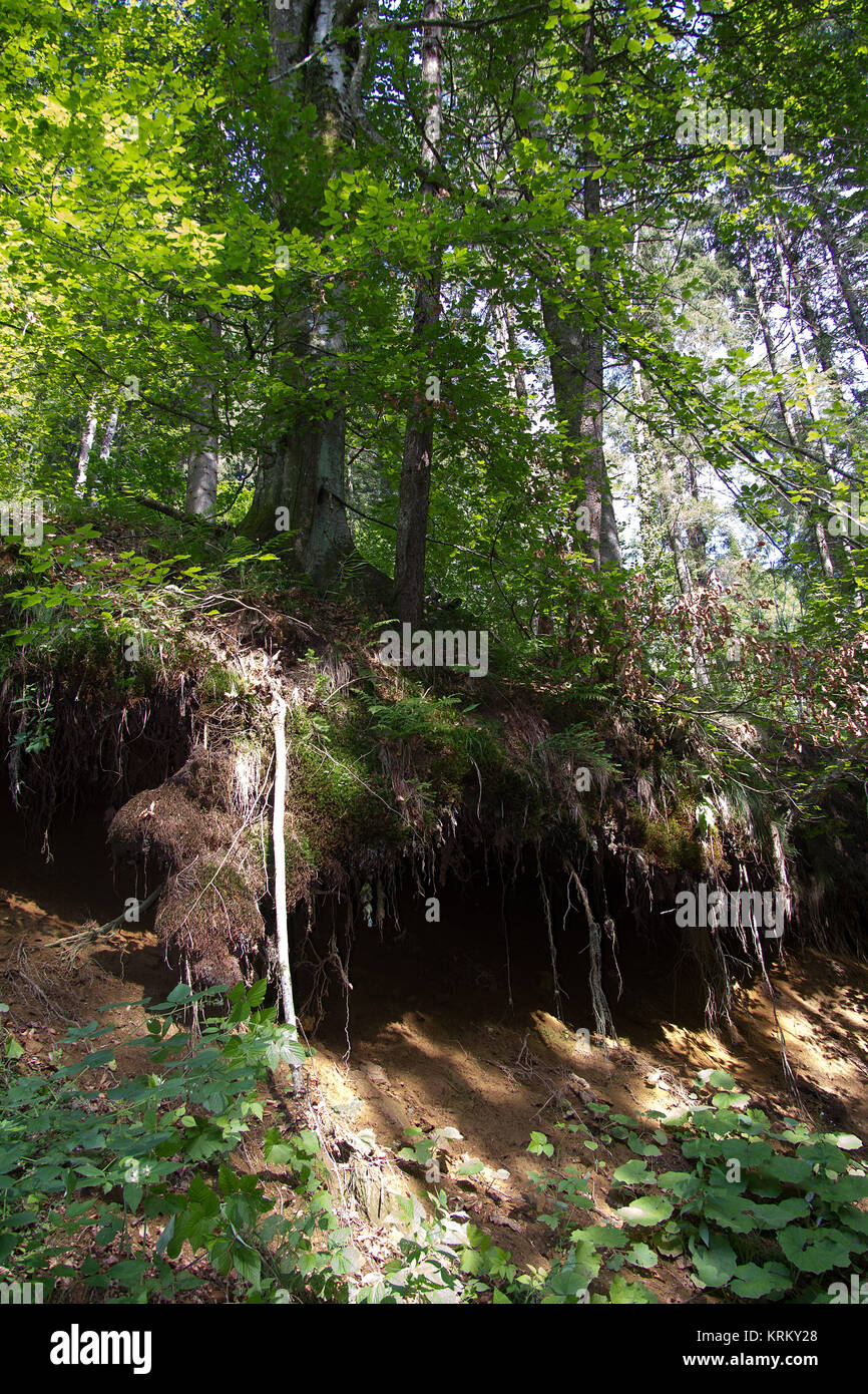 trees with visible roots in a forest in styria Stock Photo - Alamy