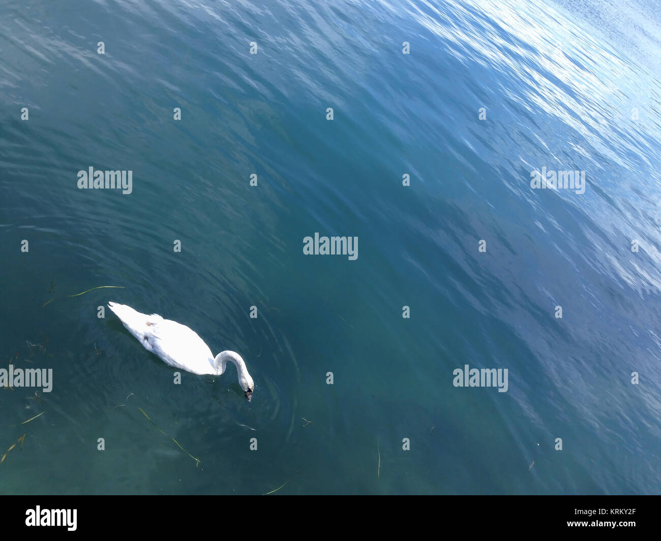Swan from above Stock Photo - Alamy