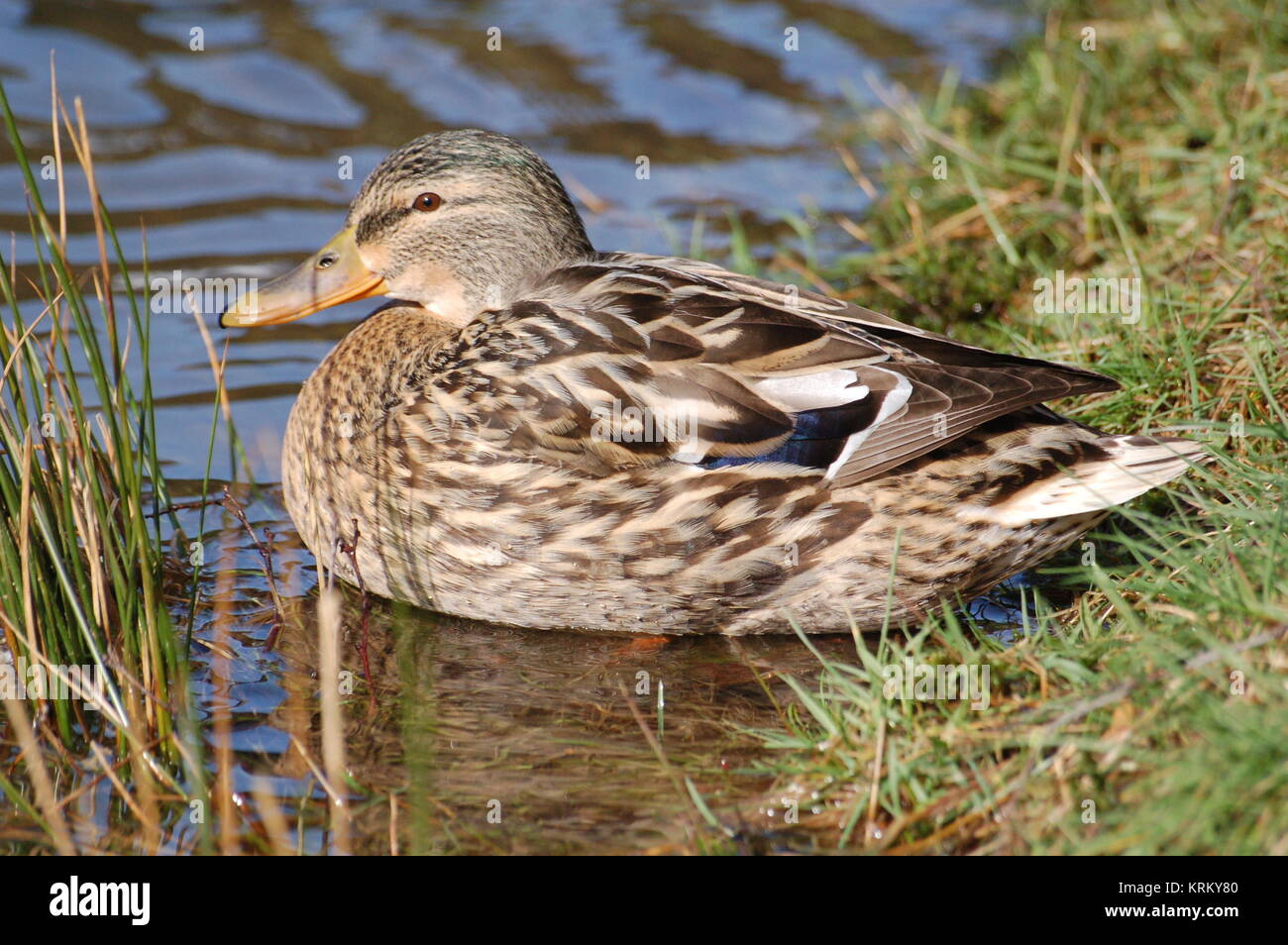 duck female mallard Stock Photo - Alamy