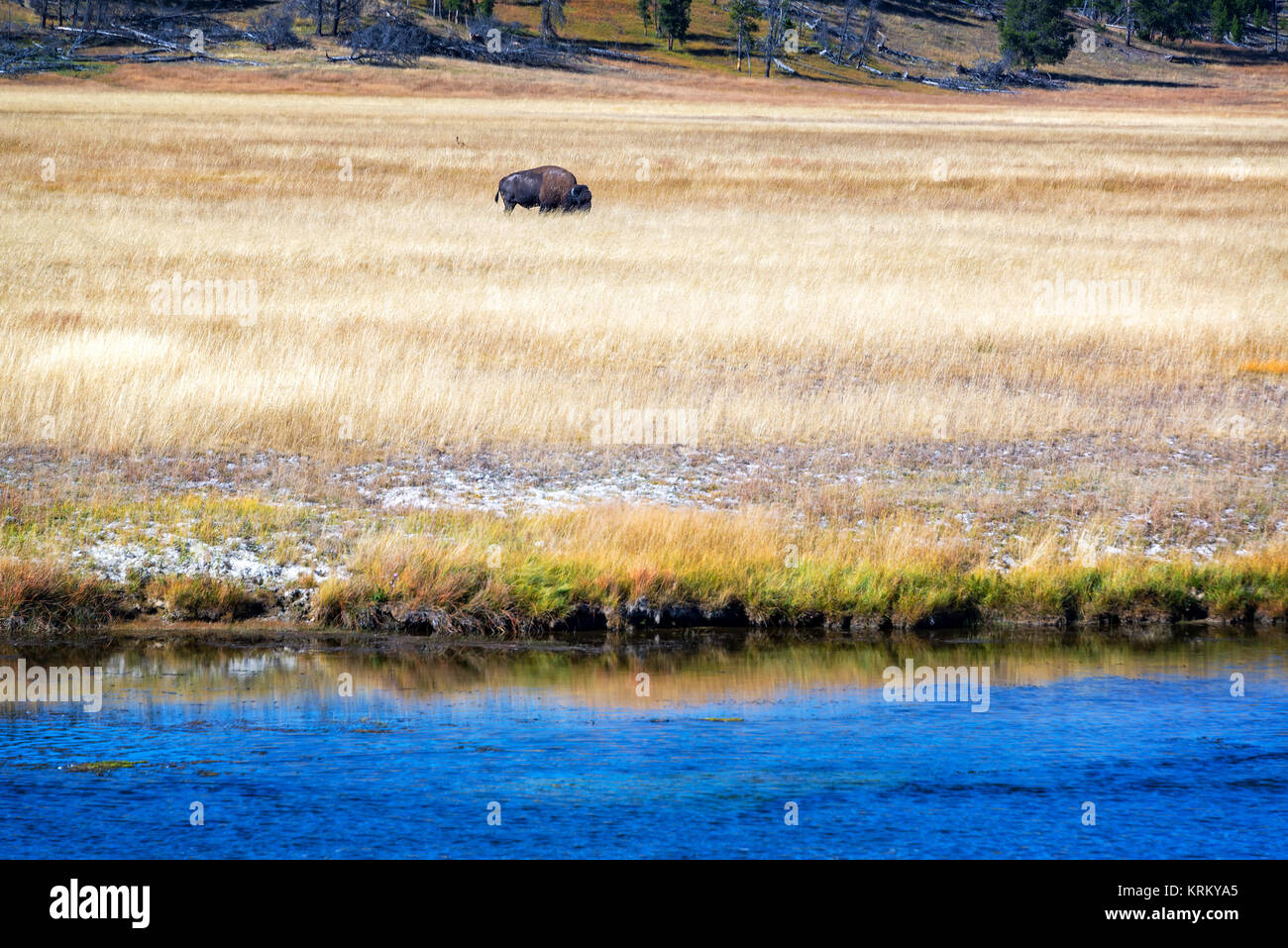 Bison and River Stock Photo - Alamy