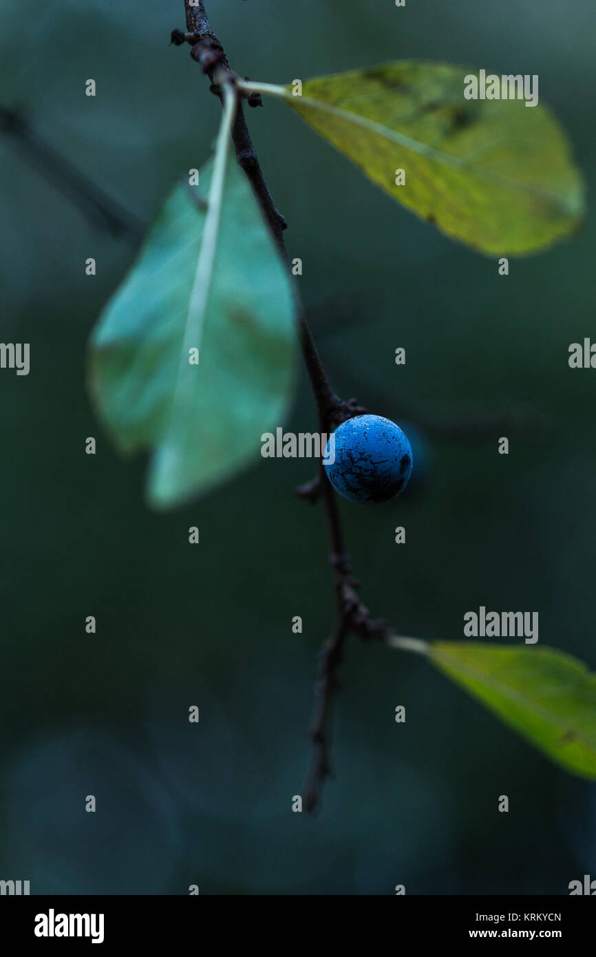 Sloe plant hi-res stock photography and images - Alamy