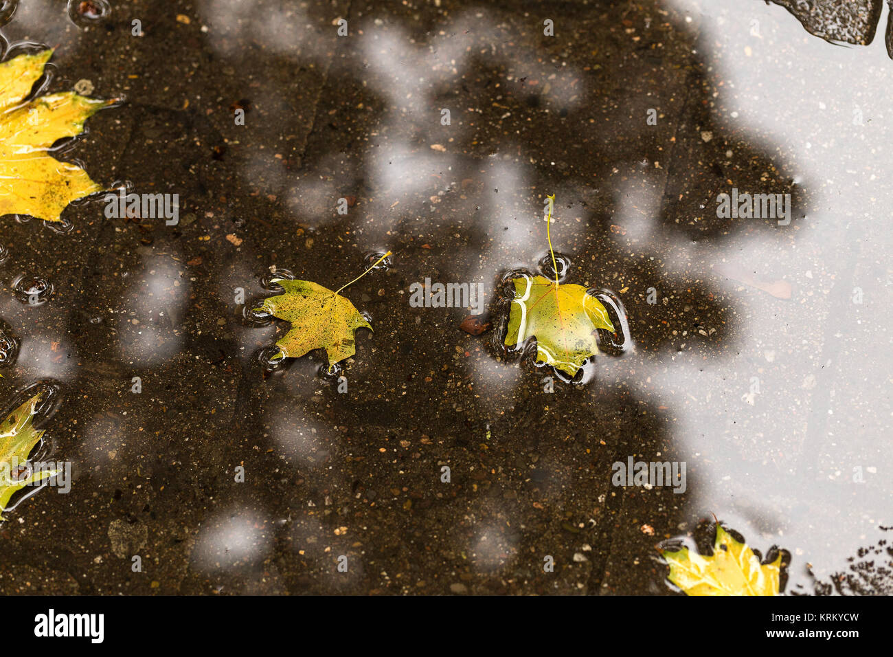 fallen leaves in a rain puddle Stock Photo - Alamy
