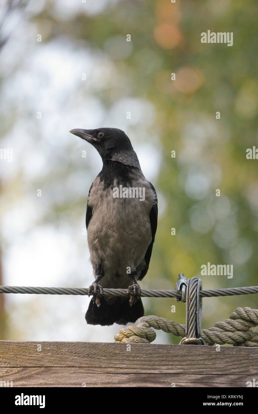 crow sits on tightrope in the open air Stock Photo - Alamy