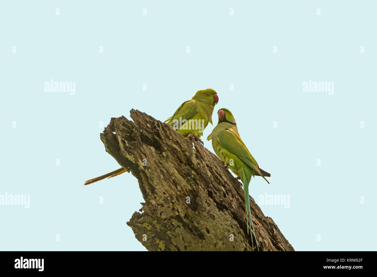 Kaziranga assam parrot hi-res stock photography and images - Alamy