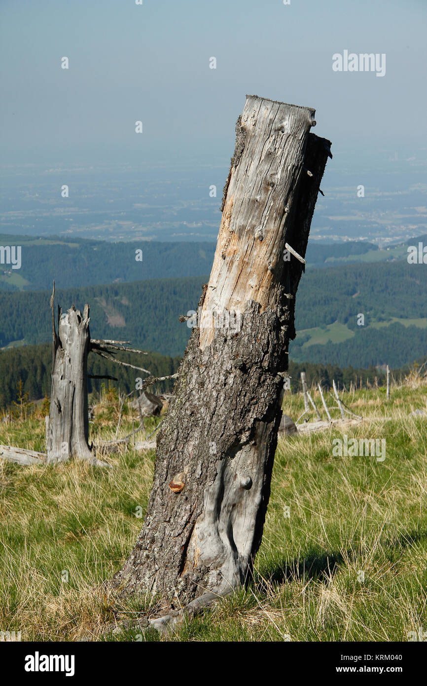 trees,tree trunks,tree line in the alps with blue sky Stock Photo - Alamy