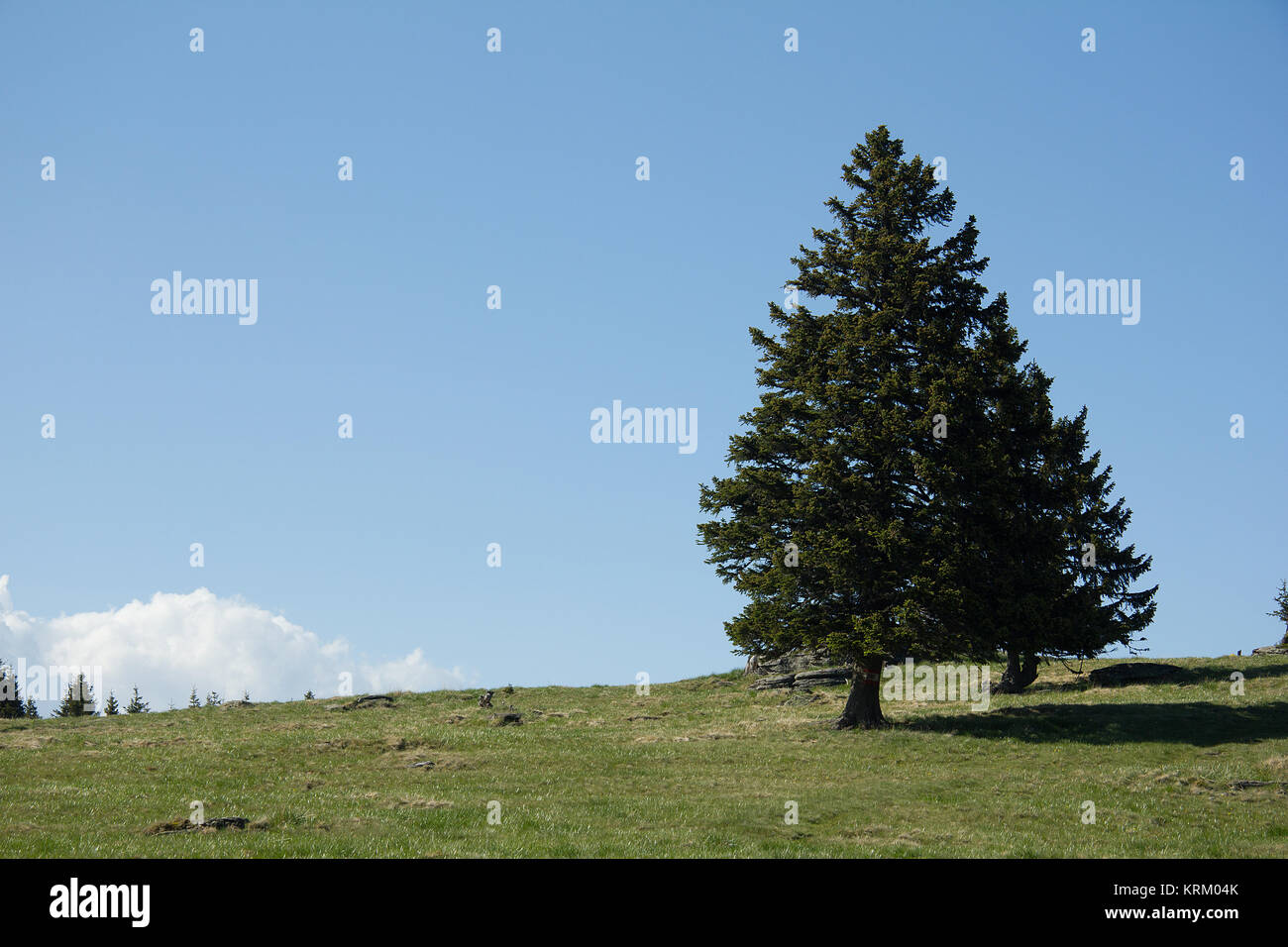 trees,tree trunks,tree line in the alps with blue sky Stock Photo - Alamy