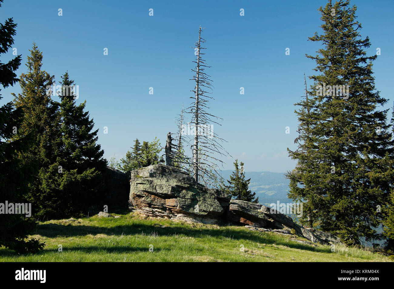 trees,tree trunks,tree line in the alps with blue sky Stock Photo - Alamy