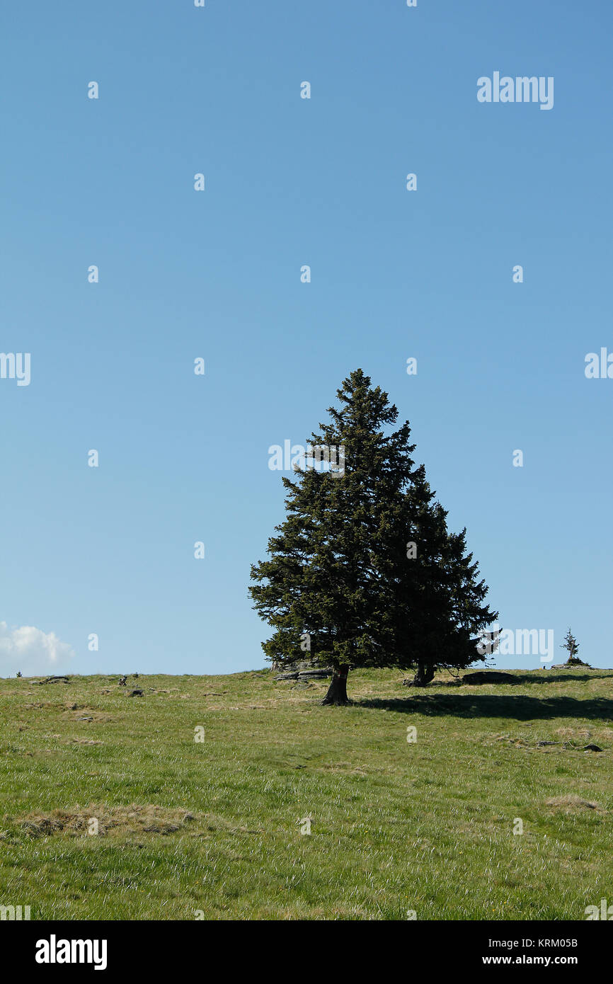 trees,tree trunks,tree line in the alps with blue sky Stock Photo - Alamy