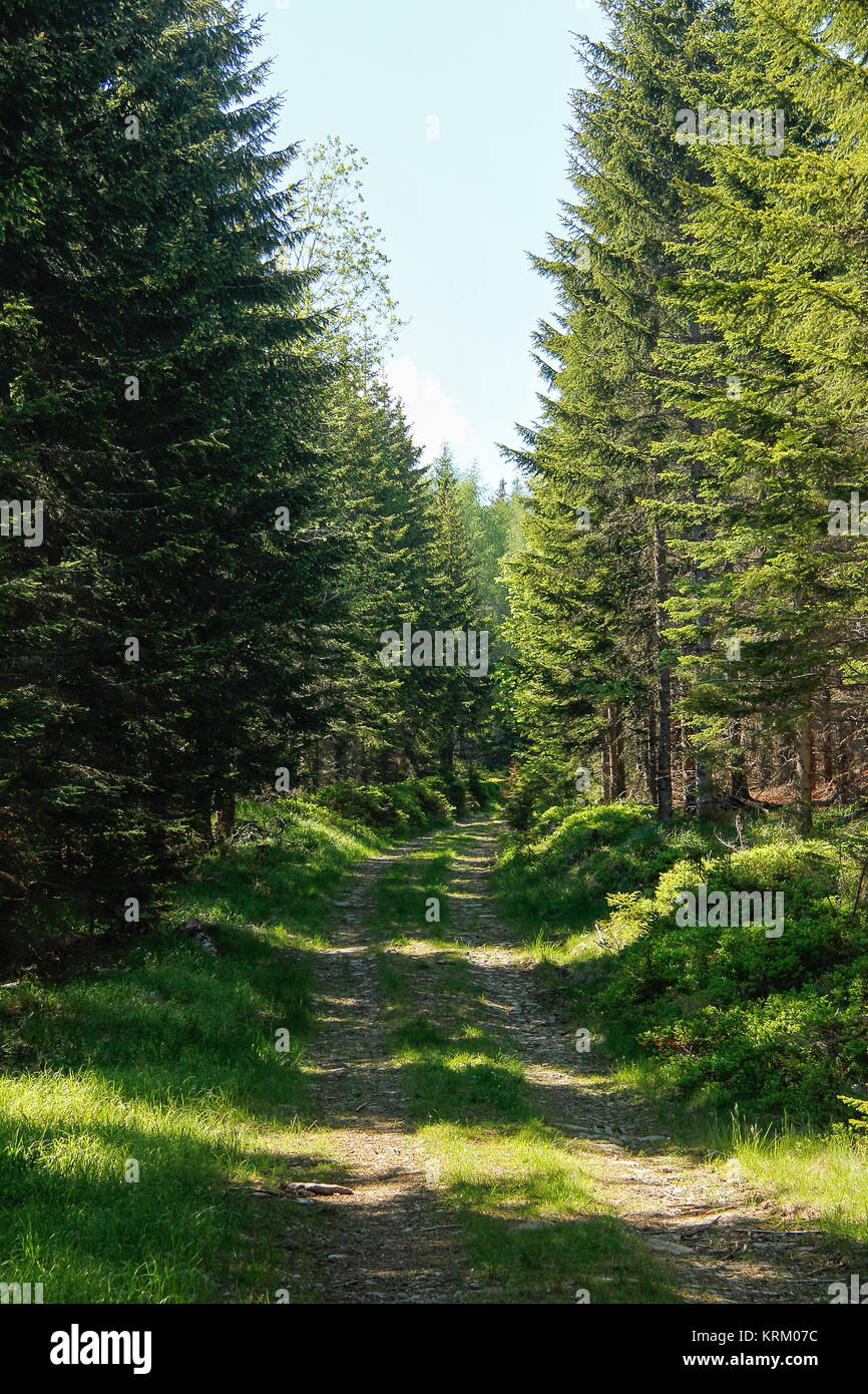 path in forest between trees,tree trunks in the alps Stock Photo - Alamy