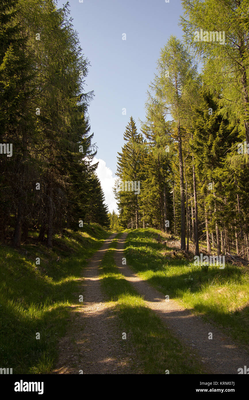 path in forest between trees,tree trunks in the alps Stock Photo - Alamy