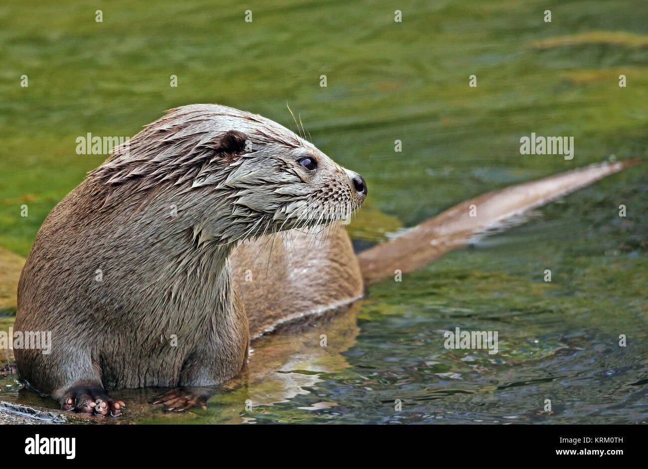 close-up of the otter lutra lutra Stock Photo - Alamy