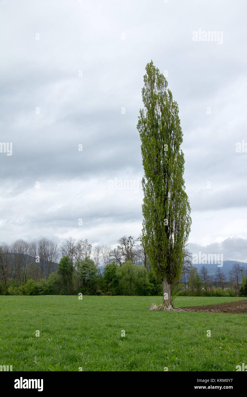 large narrow-grown tree on a green meadow in styria Stock Photo - Alamy