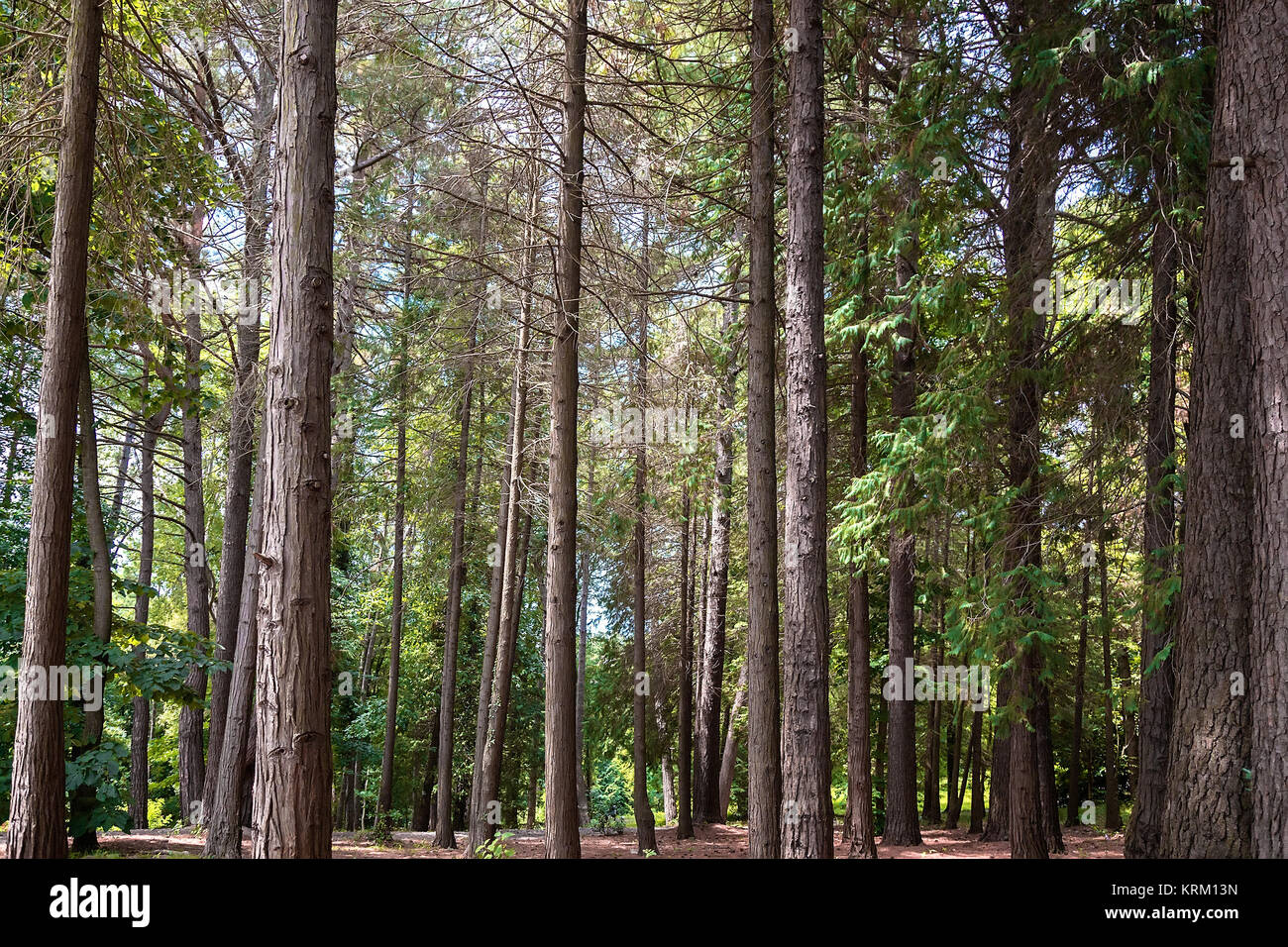 Arboretum of various species of coniferous and deciduous trees Stock ...