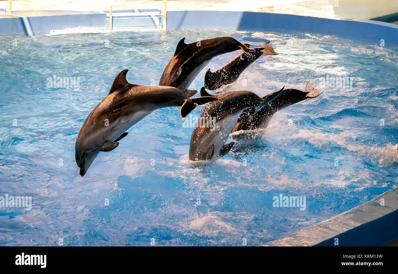 The performance of the dolphins in dolphinariums Stock Photo - Alamy