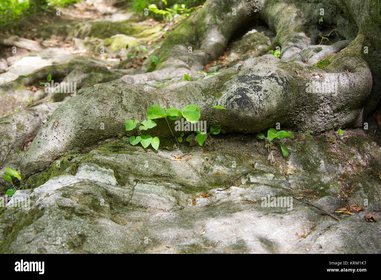 wuzeln a tree in a forest in styria Stock Photo - Alamy