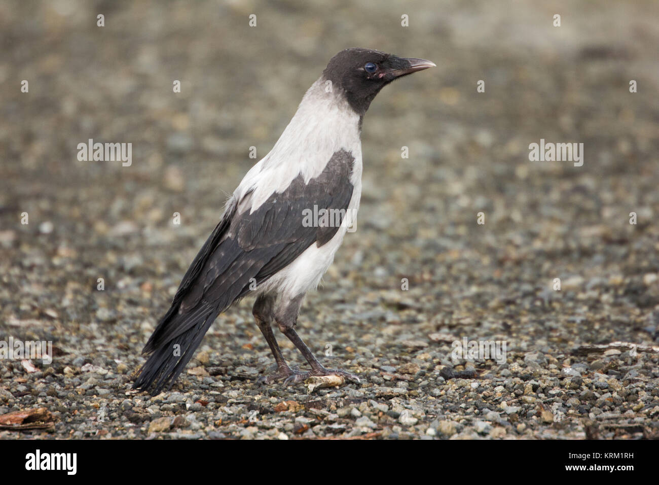 crow on gravel soil in styria Stock Photo - Alamy