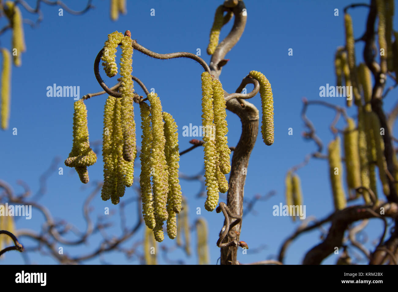 flowers of corkscrew willow against blue sky Stock Photo - Alamy