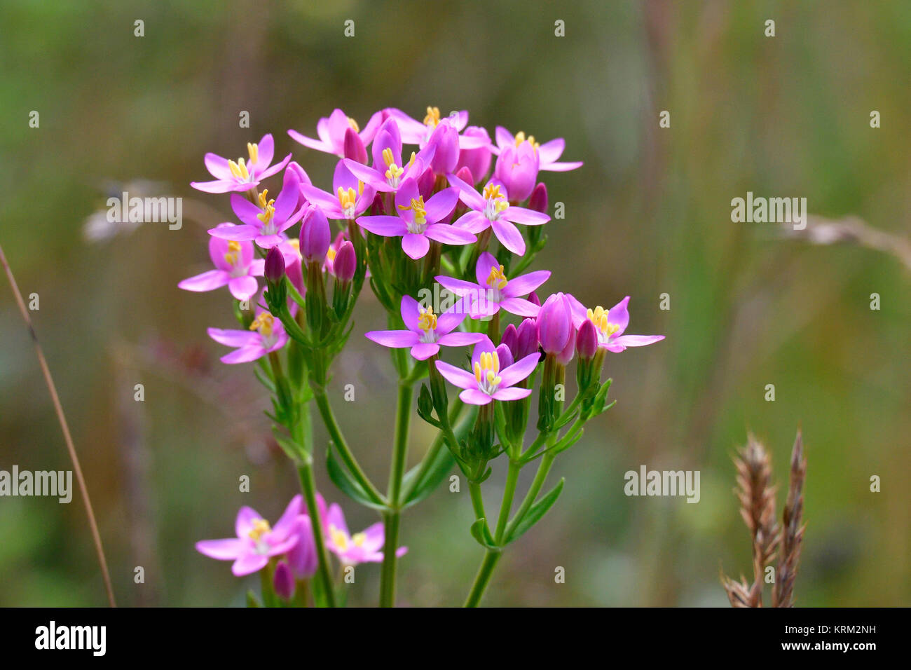 Centaury species hi-res stock photography and images - Alamy