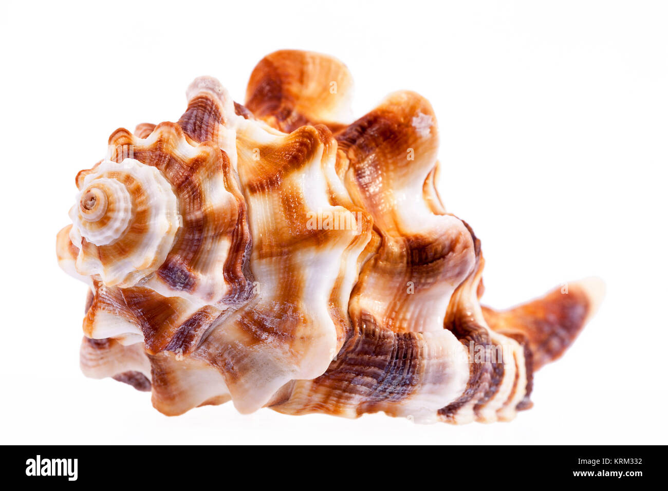 Single sea shell of horse conch isolated on white background Stock ...