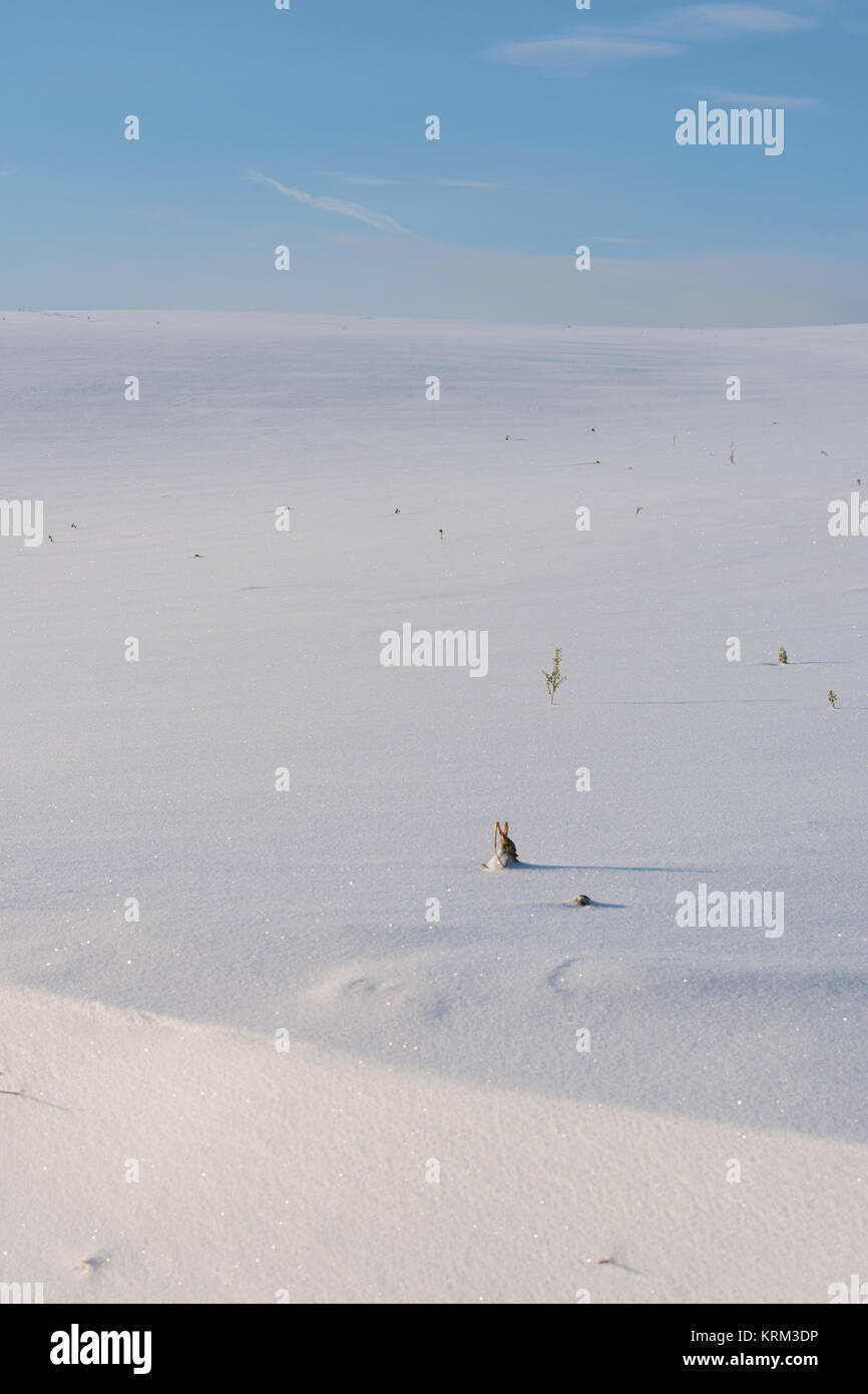 White land in sunny winter day Stock Photo - Alamy