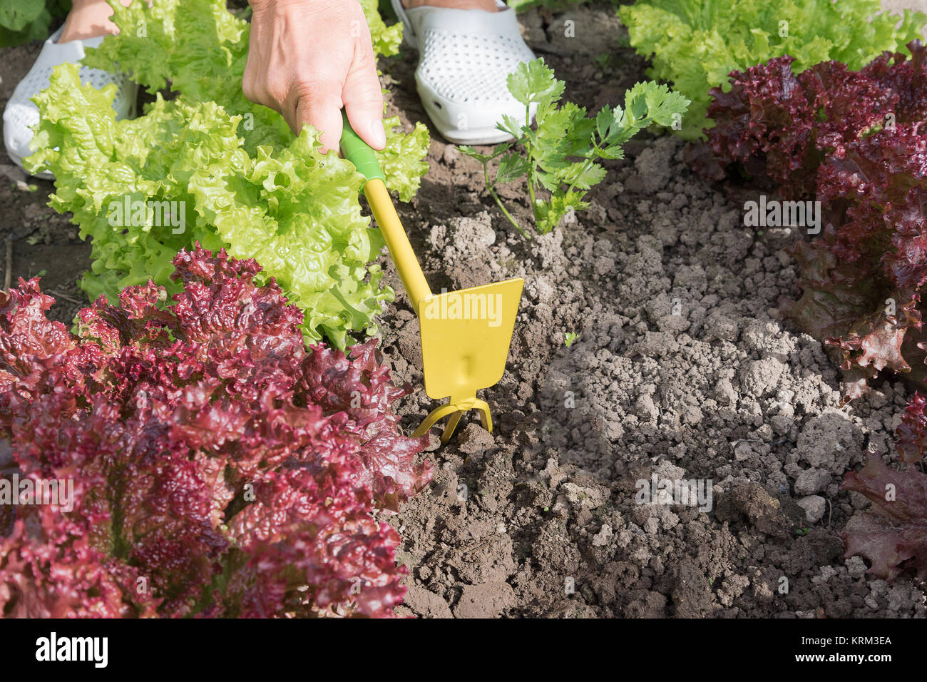 Young woman weeding garden hi-res stock photography and images - Alamy