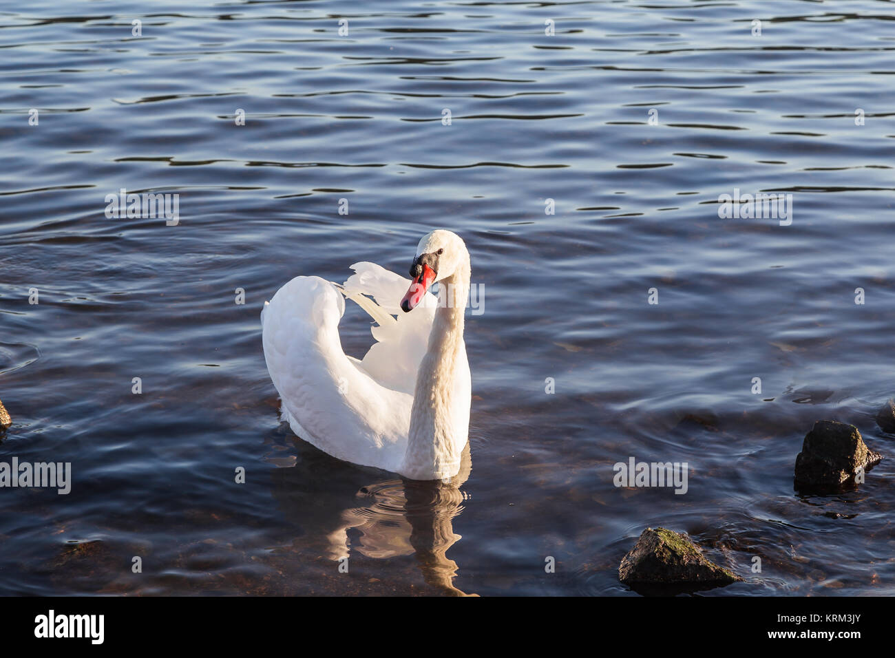 majestic swan on the river rhine Stock Photo - Alamy