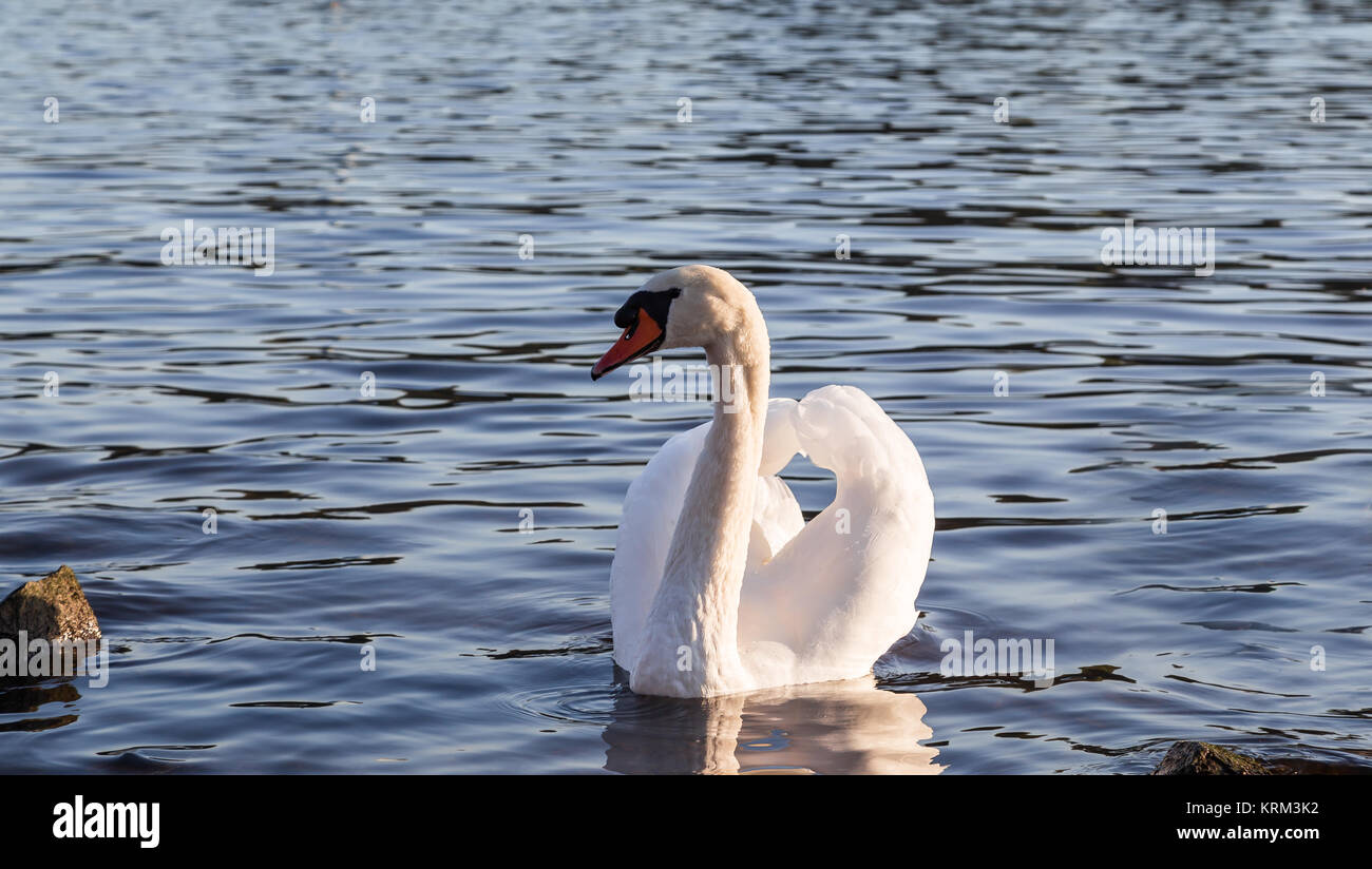 majestic swan on the river rhine Stock Photo - Alamy