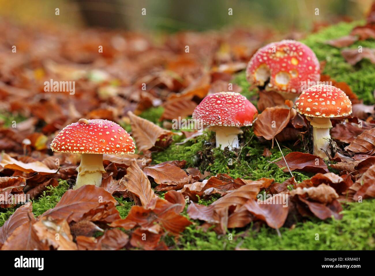 toadstools with small slug Stock Photo - Alamy