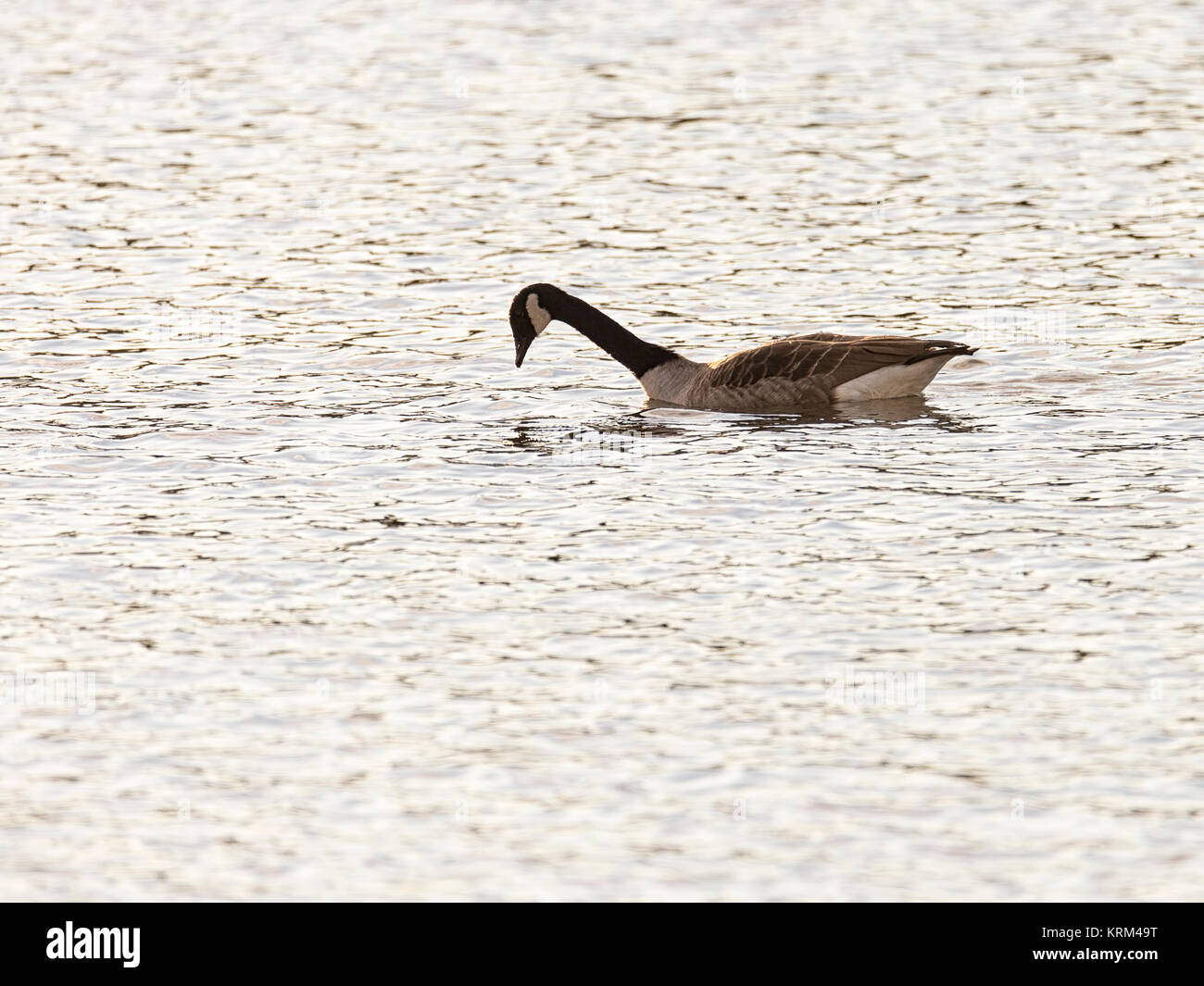 Canada Goose Hunting for Food Stock Photo - Alamy