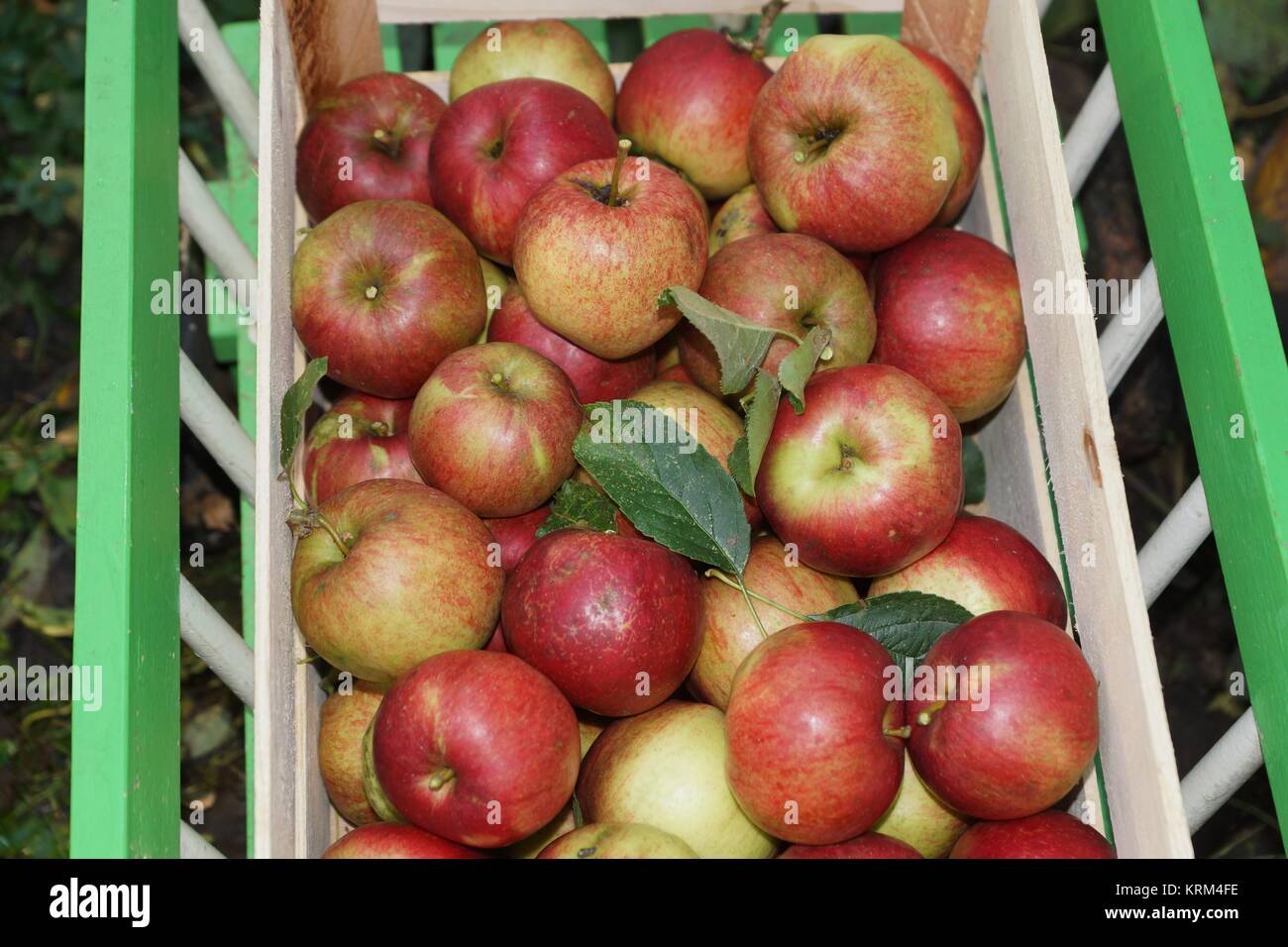 fresh organic apples Stock Photo - Alamy