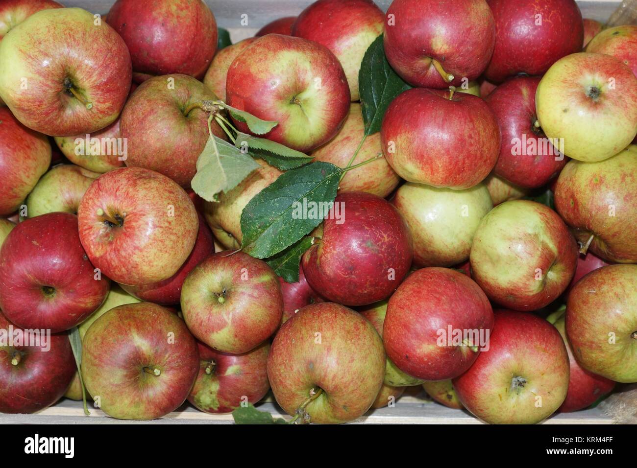 fresh organic apples Stock Photo - Alamy