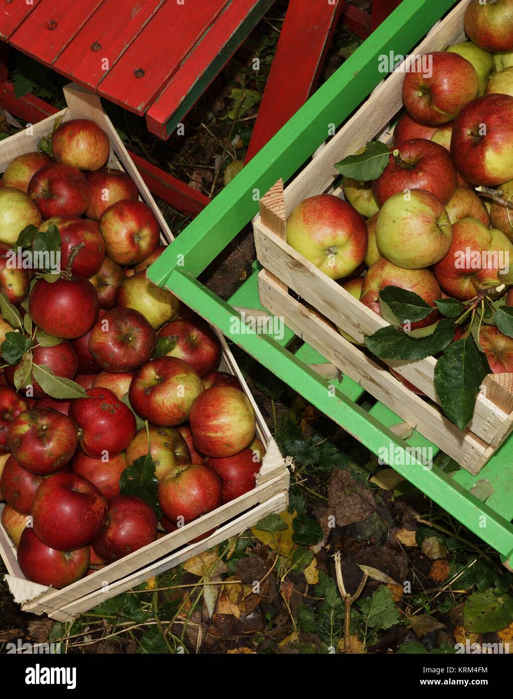 fresh organic apples Stock Photo - Alamy
