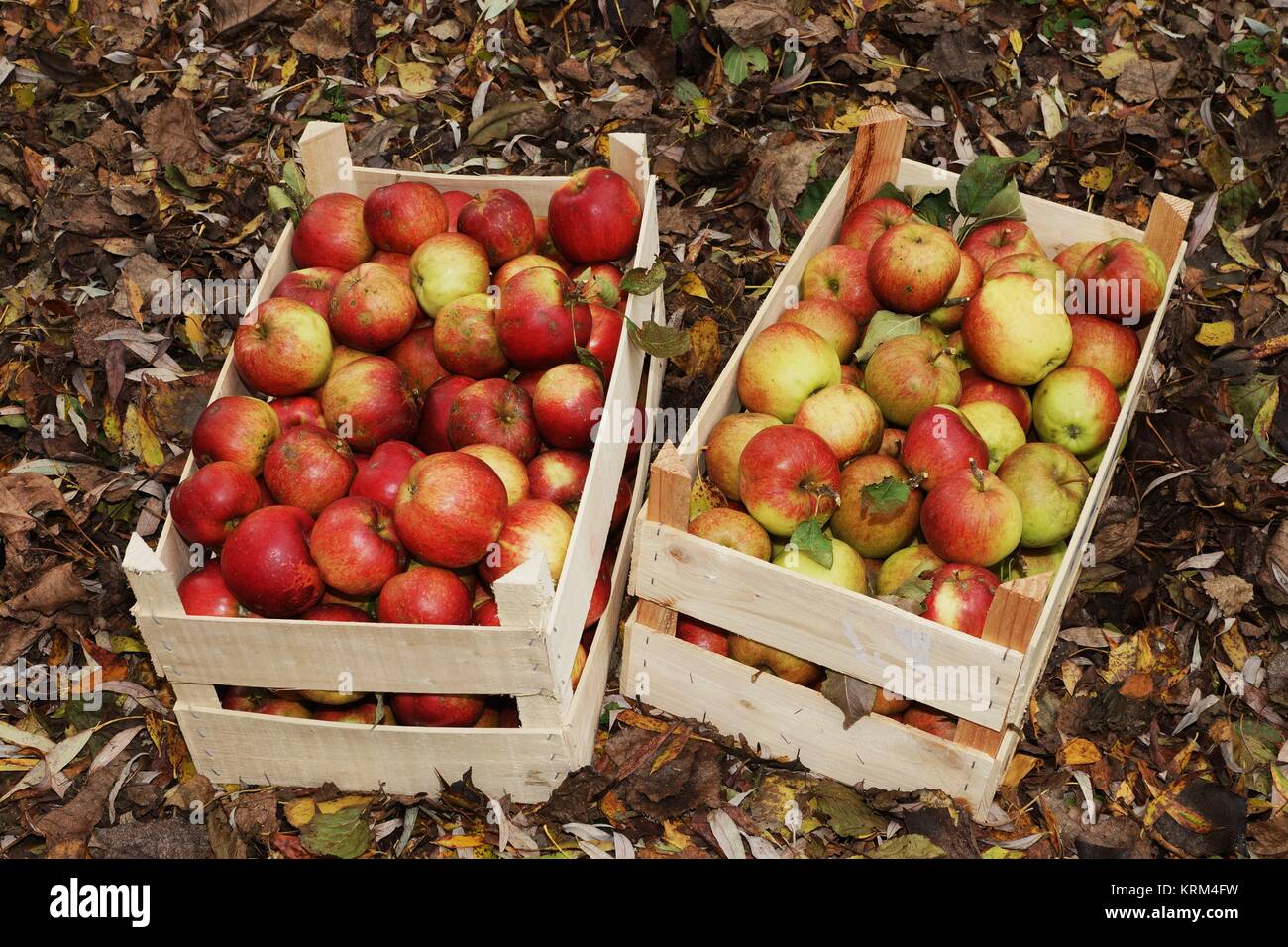 fresh organic apples Stock Photo - Alamy