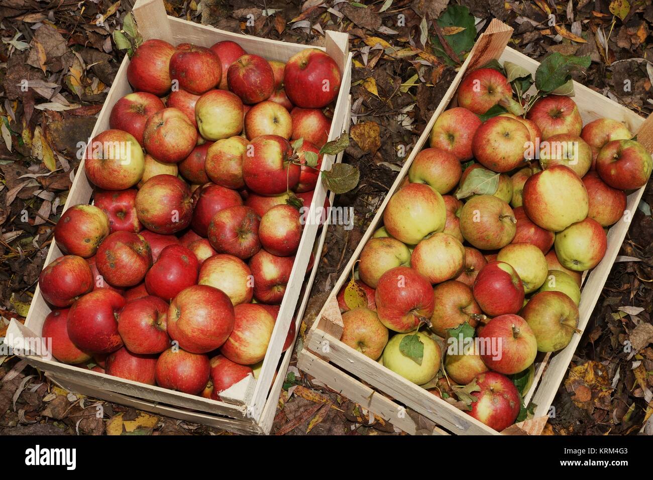 fresh organic apples Stock Photo - Alamy