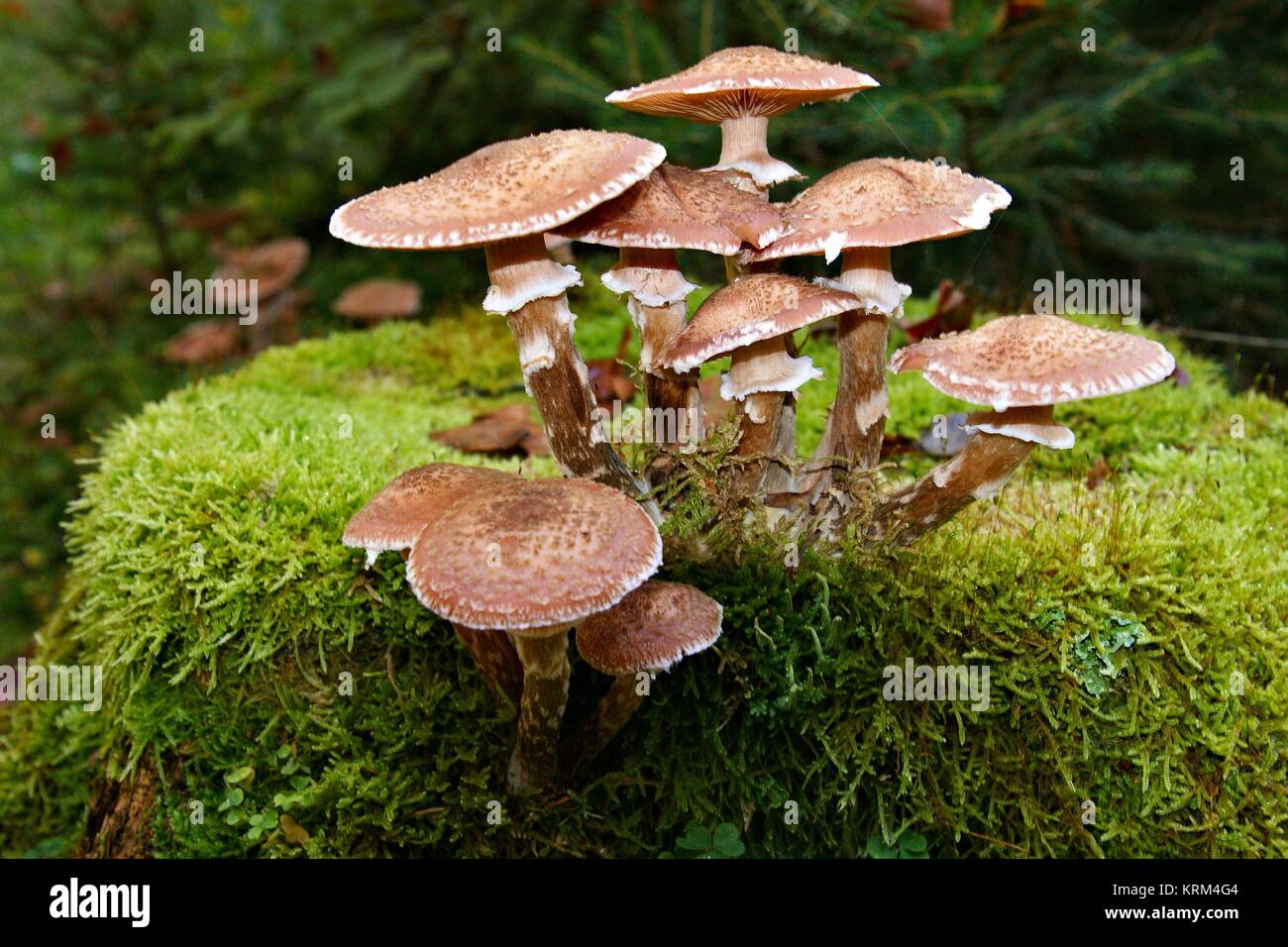Halimasch hi-res stock photography and images - Alamy