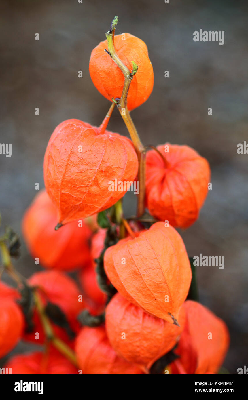 Lampionblume fruit hi-res stock photography and images - Alamy