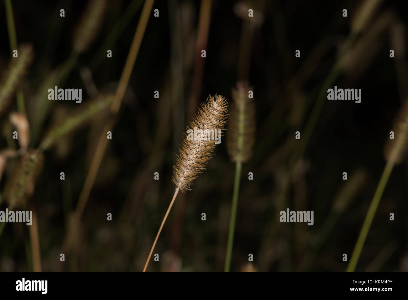Isolated barley grass on grass background. field of grass Stock Photo ...