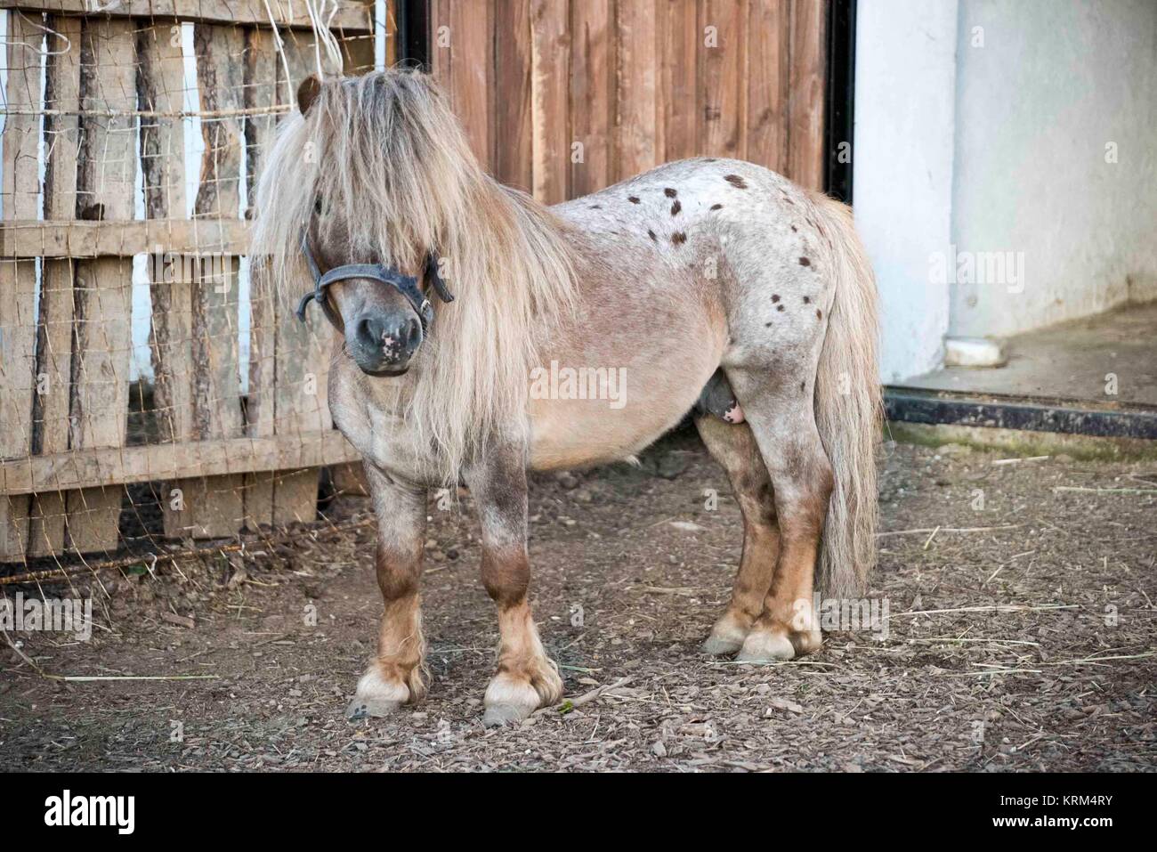 Miniature Horse in the farm Stock Photo - Alamy