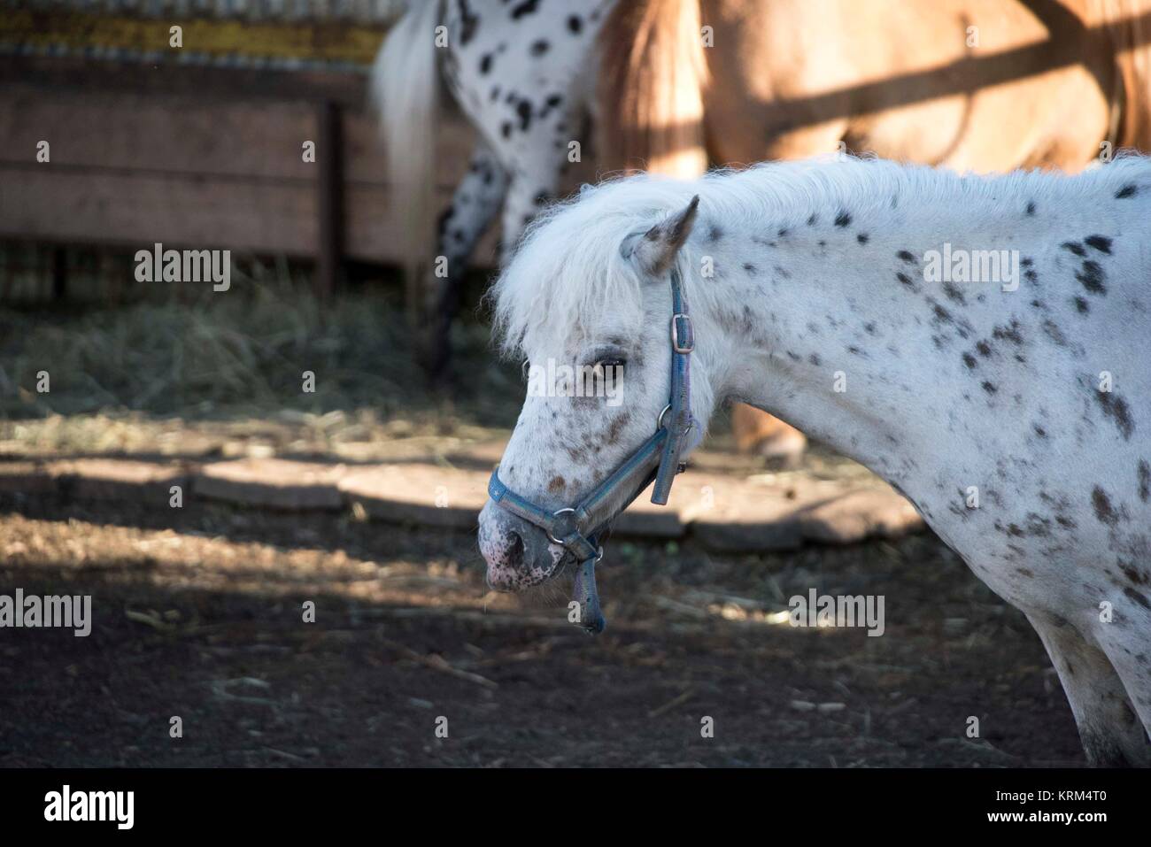 Miniature Horse in the farm Stock Photo - Alamy