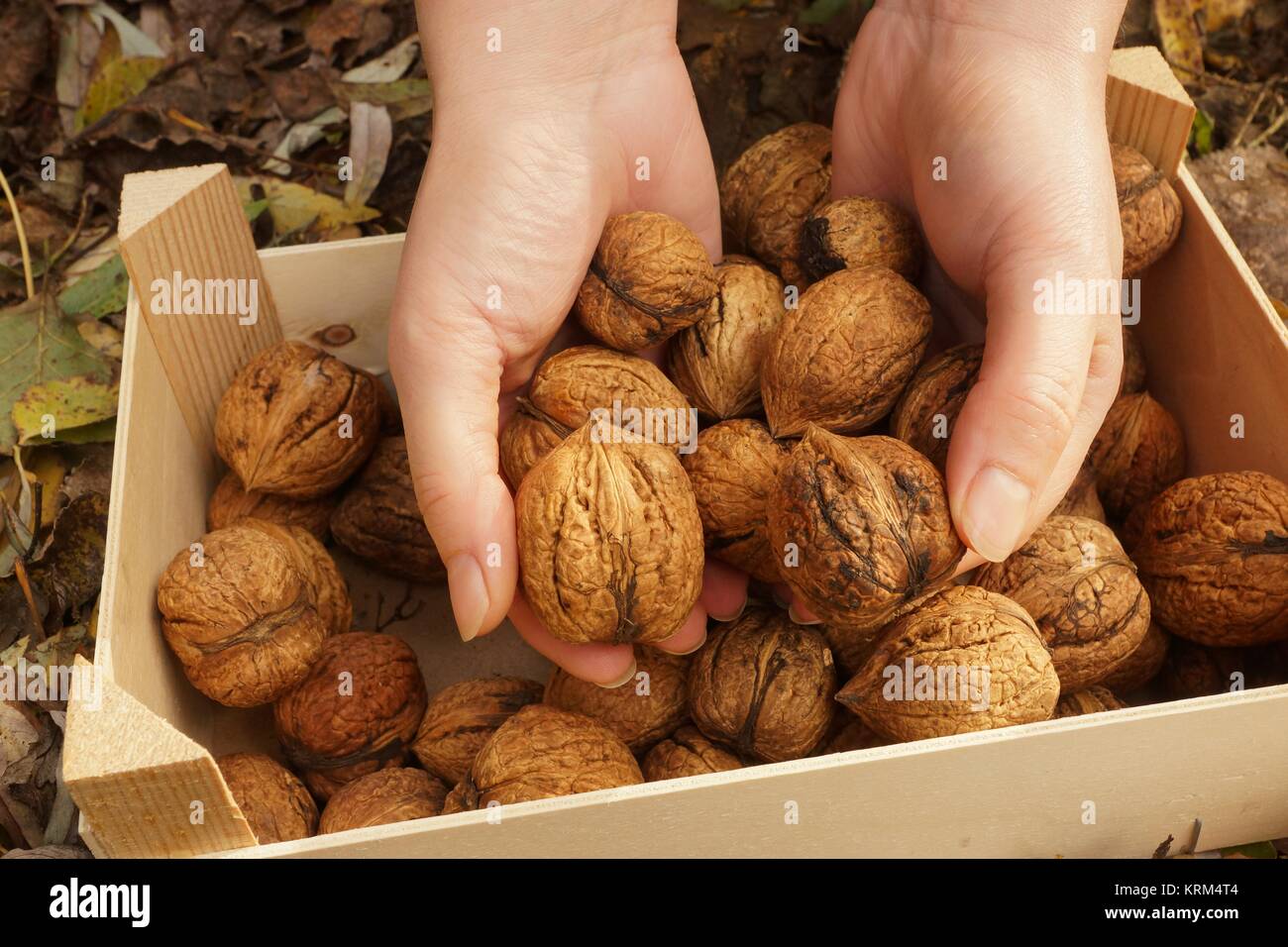 walnuts in a wooden box Stock Photo - Alamy