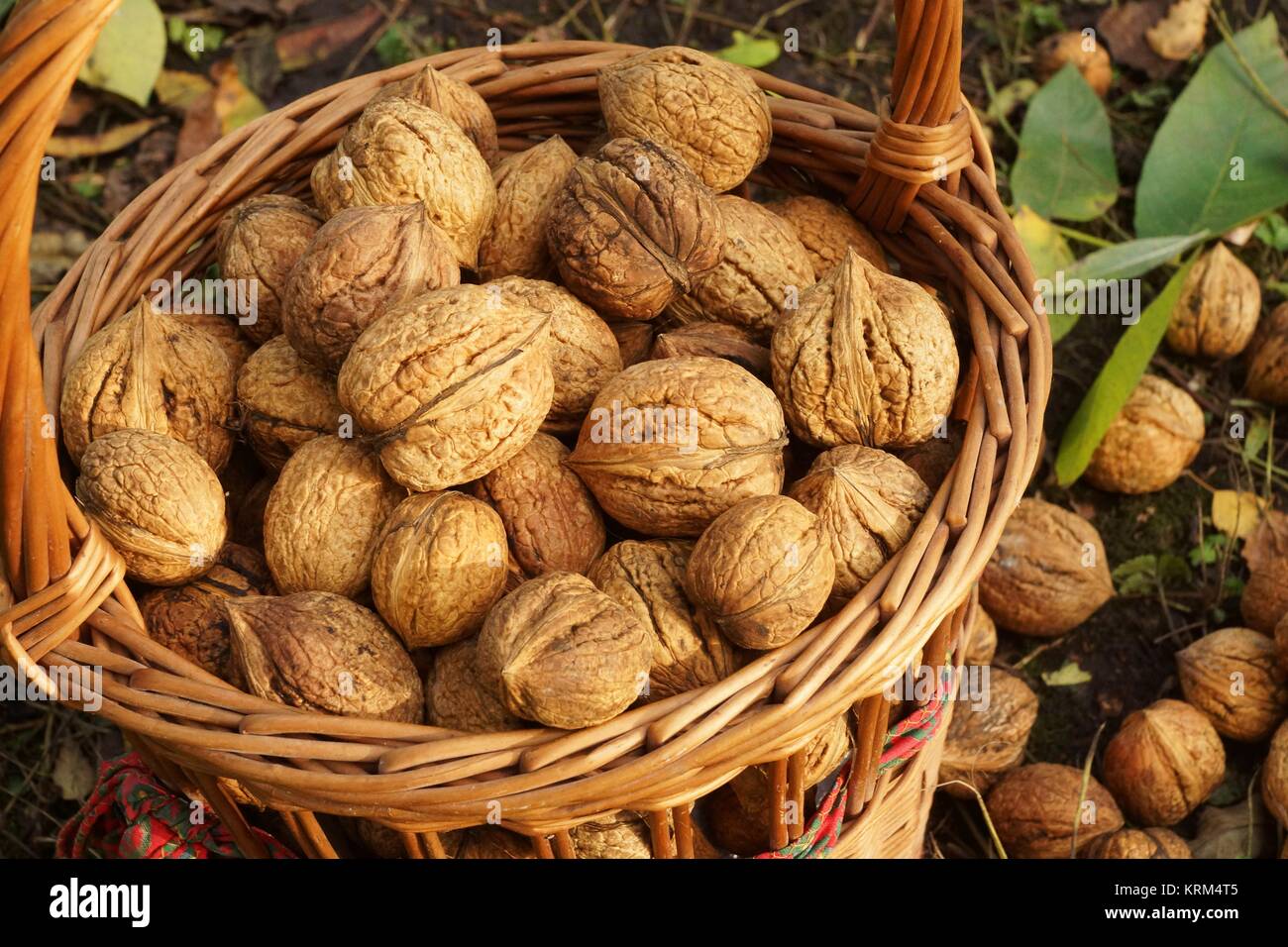 walnuts in a basket Stock Photo - Alamy