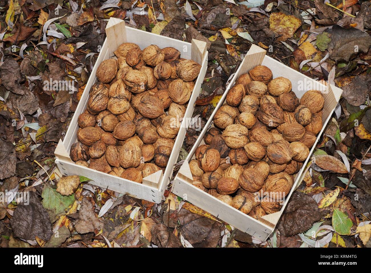 walnuts in two wooden boxes Stock Photo - Alamy